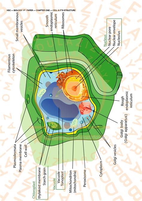SOLUTION Hsc Notes Biology St Paper Chapter One Cell It S Structure Studypool