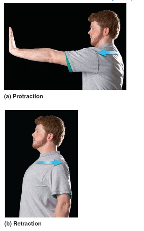 Protraction Of Scapula Protraction Vs Retraction External