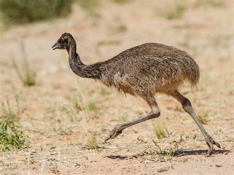 Rare Video Of Escape Artist Emu Running Down Michigan Highway Is Wild