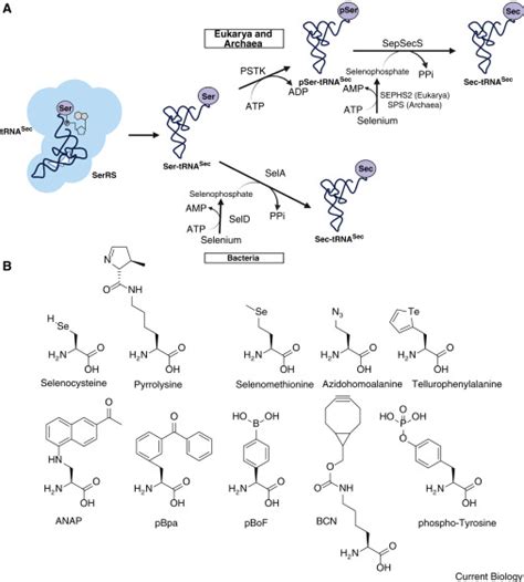 Aminoacyl Trna Synthetases Current Biology