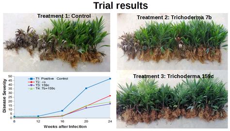 True Trichoderma Technology Sdn Bhd Trichoshield