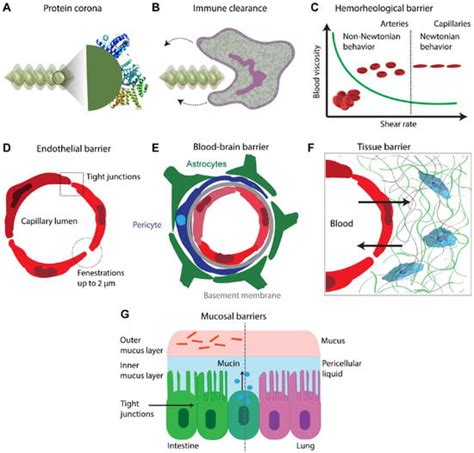 3d Printed Microrobots Translational Challenges