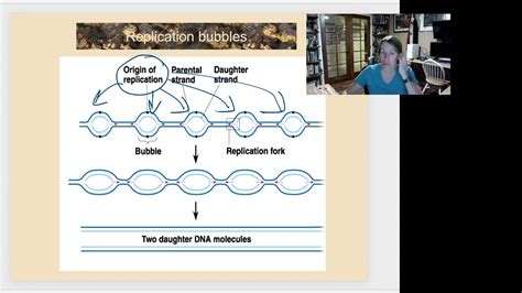 Replication Bubble Course S5 Biology Topic Unit 4 Dna Replication