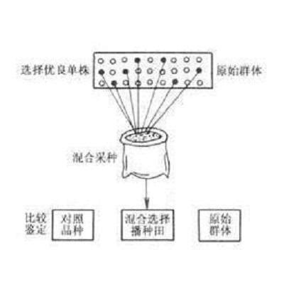 单株选择法 快懂百科
