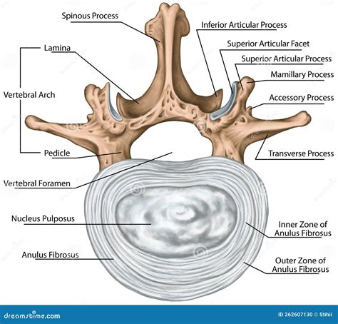 Board Structure Of An Intervertebral Disk Stock Illustration Illustration Of Human Body