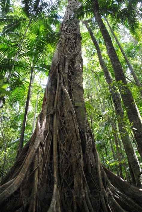 Strangler Fig Rainforest
