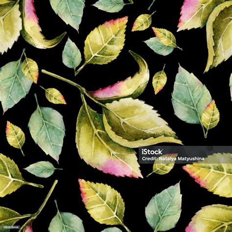 장미 싹과 잎과 매끄러운 패턴 검은 색 배경에 수채화 목도리 손수건 결혼식 드레스 직물 벽지 패턴 디지털 종이 의상의 디자인을