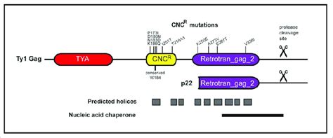 Cnc R Mutations Map Within Specific Domains Of Ty1 Gag Ty1 Gag