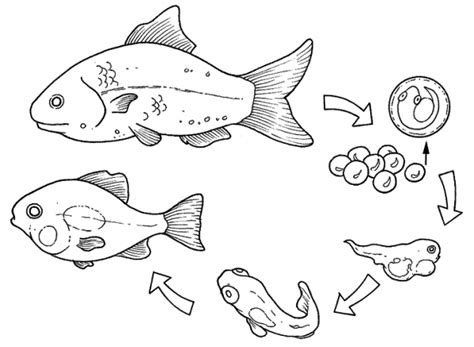 Ciclo De Vida De Los Peces Ciclo De Vida