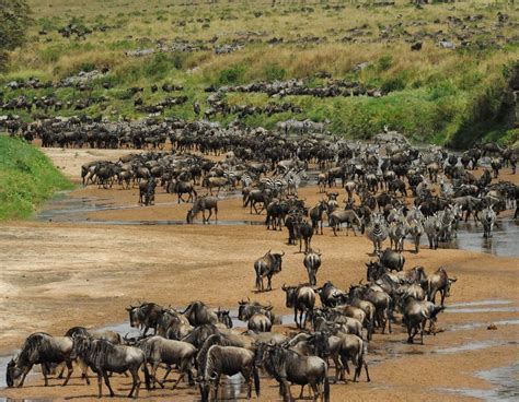 The Great Wildebeest Migration Kenya And Tanzania 2025