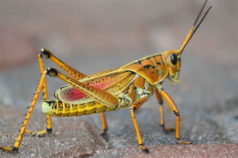 Grasshopper Wallpapers Wallpaper Cave