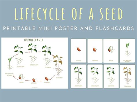 Printable Seed Life Cycle Mini Poster Montessori Nature Flashcards