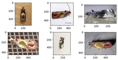 Agriculture Free Full Text Codling Moth Monitoring With Camera Equipped Automated Traps A