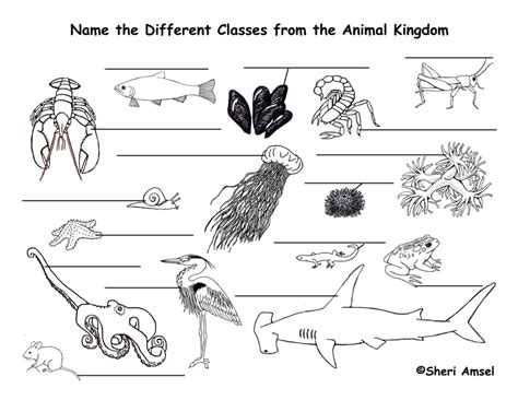 Animal Classes Labeling Page Classification