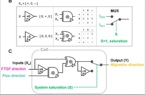 Unlocking The Mystery Of Cancer Cell Movement Logic Gates Provide