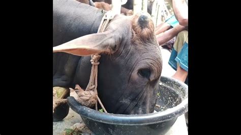 বিমানে কখনও ট্রেন কিংবা ট্রাকে ঢাকায় আসে গরু Youtube