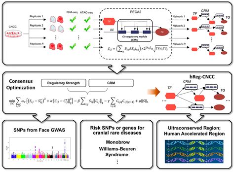 schematic overview of inferring human regulatory network of cncc