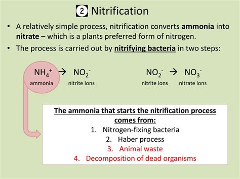 Ppt The Nitrogen Cycle Powerpoint Presentation Free Download Id