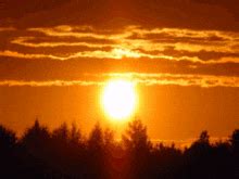 Sunshine S Tenor