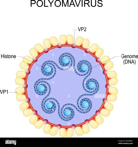 Polyomavirus Anatomy Of Virion Viral Infection Structure And Genome