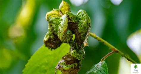 Common Diseases Affecting Trees In Melbourne And How To Treat Them Casey Tree Removal