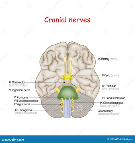 From Brain Stem Cranial Nerves