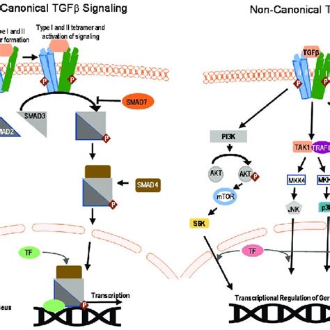 Overview Of The Transforming Growth Factor β Tgfβ Signaling Pathway Download Scientific
