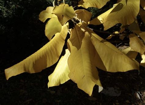 Bigleaf Magnolia Arnold Arboretum