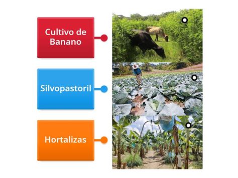 Agroforesteria Labelled Diagram