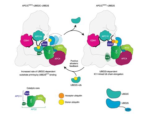 Ubiquitin Chain Elongating Enzyme Ube2s Activates The Ring E3 Ligase Apc C For Substrate Priming