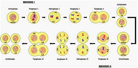 Meiosis Y Gametogenesis