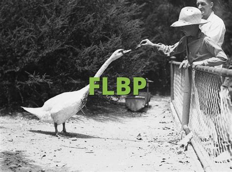 Flbp Meaning Slang Term Definition And Example Usage