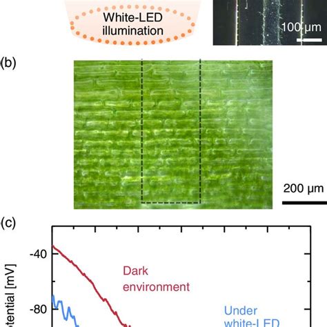 Biosensing Applications Of Cross‐aligned Agnw‐based Microelectrodes A