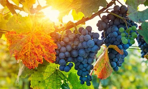 Vine And The Branches Object Lesson From John 151 8