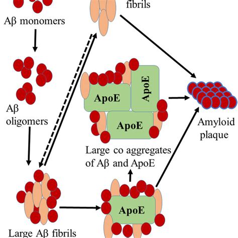 Apoe And Aβ Plaque Formation Download Scientific Diagram
