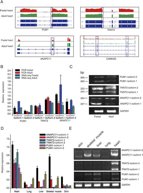 Validation Of Alternative Splicing As Events Using Quantitative Download Scientific Diagram