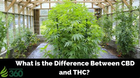 What Is The Difference Between CBD And THC How Does It Affect You