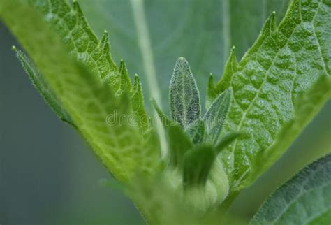Beautiful Macro Of A Budding Green Plant Stock Image Image Of Plant Budding