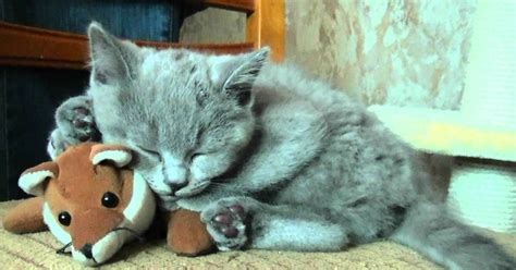 Котики не против лисичек | Пикабу