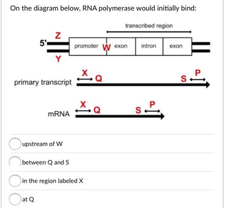 Solved The Gene In The Diagram Is Transcribed By Rna