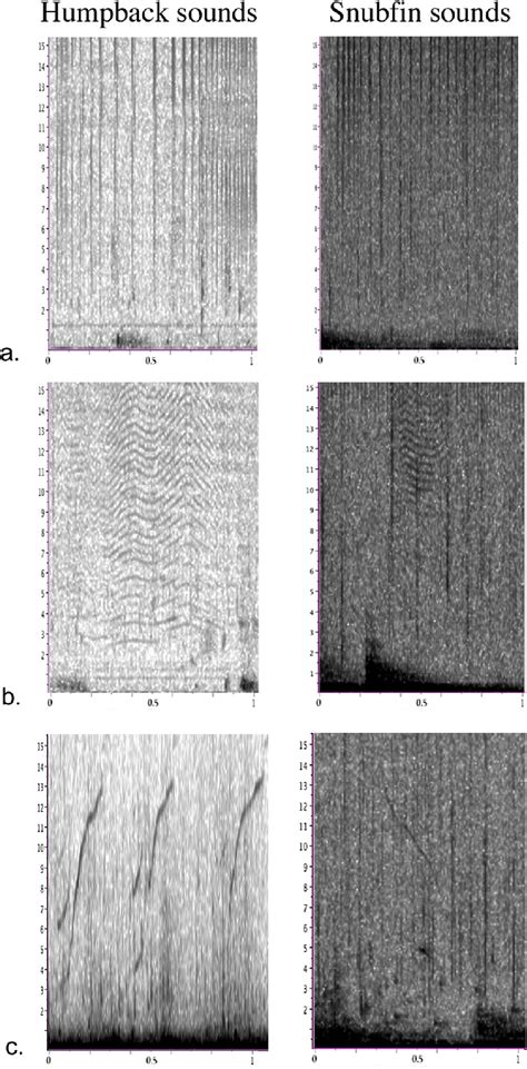 Color Online Sample Spectrograms X Axis ¼ Seconds Y Axis ¼ Khz Of Download Scientific