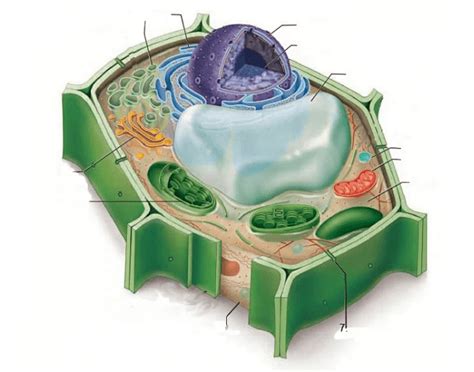植物细胞亚显微结构图 花瓣网