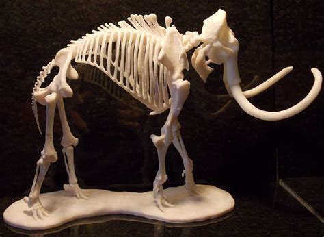 Woolly Mammoth Skeleton 3d Printed Pla Statue Fossil 10 Inches Etsy