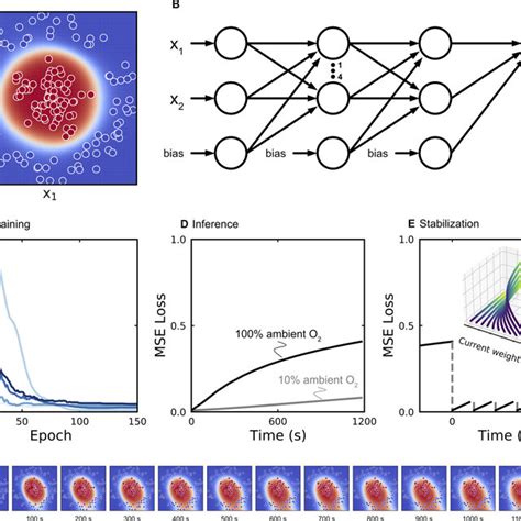 Behavior Of A Single Layer Network On Organic Neuromorphic Hardware