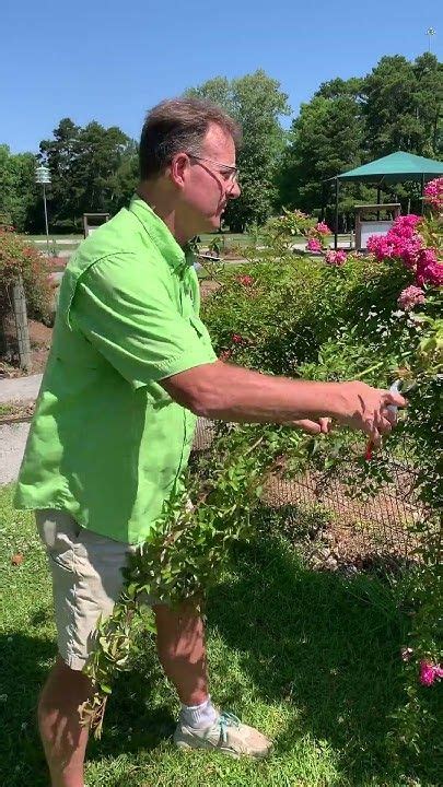 How To Prune A Peggy Martin Rose Prune Rose Potager Garden