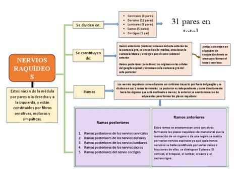 Anatomía De Los Nervios Raquídeos Pdf Nervio Anatomía Humana