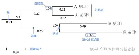 第十期 一文讲懂系统发育树系统进化树 知乎