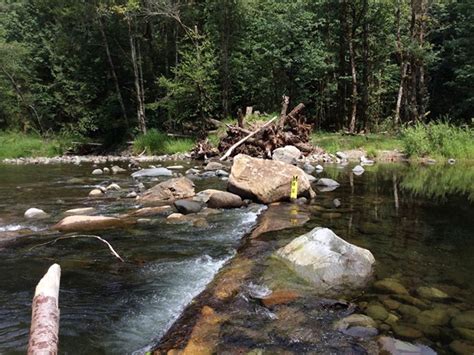 aquatic stream habitat