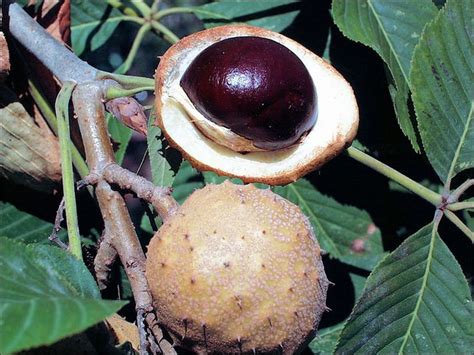 Ohio Buckeye Ornamental Trees Seeds Shade Trees