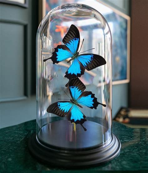 Real Blue Emperor Butterflies Under Dome Taxidermy Full Body Mount